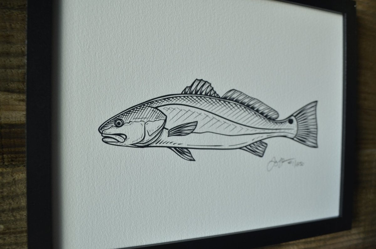 Redfish Sketch